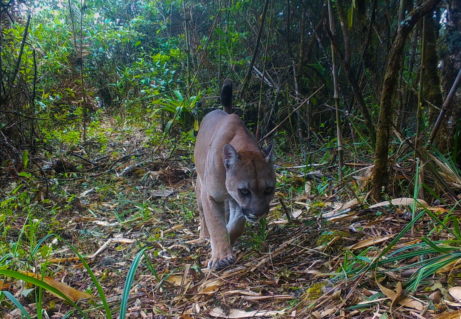 Mamíferos – ETAPA EP